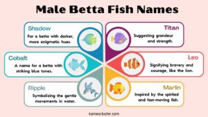 200+ Best Unique Cute and Cool Betta Fish Names