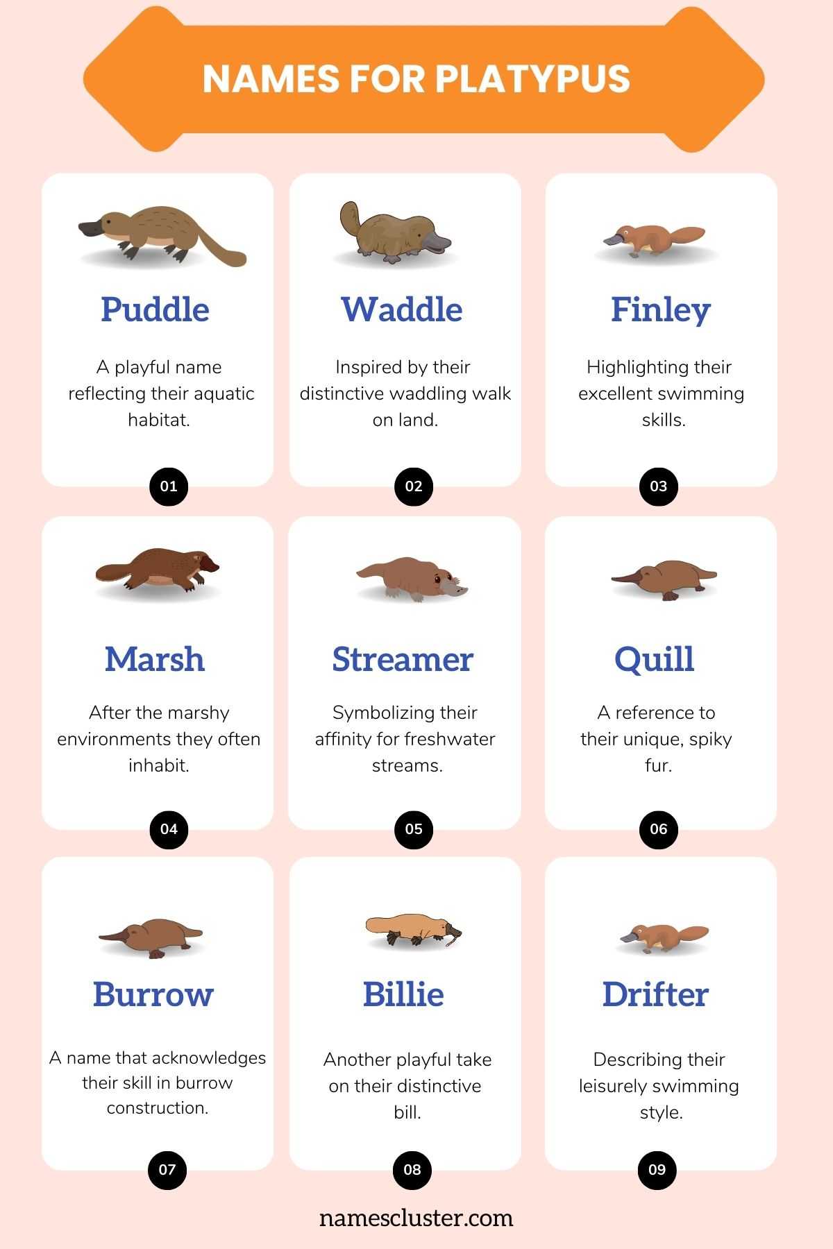 Best Cute Male Female And Good Platypus Names