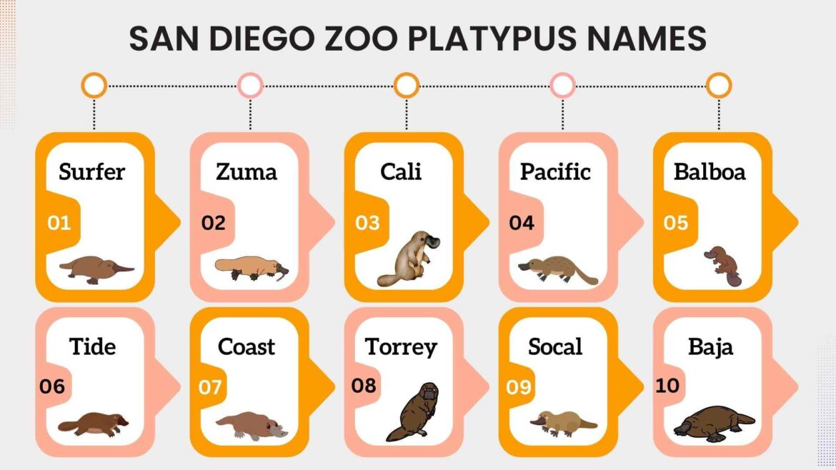 Best Cute Male Female And Good Platypus Names