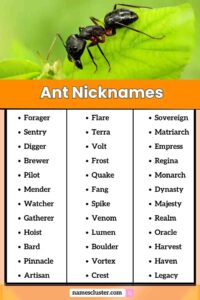 110+ Cute Cool Funny and Catchy Ant Names