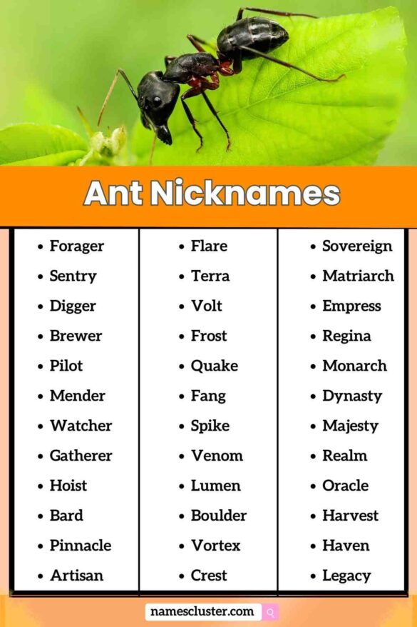 110+ Cute Cool Funny and Catchy Ant Names