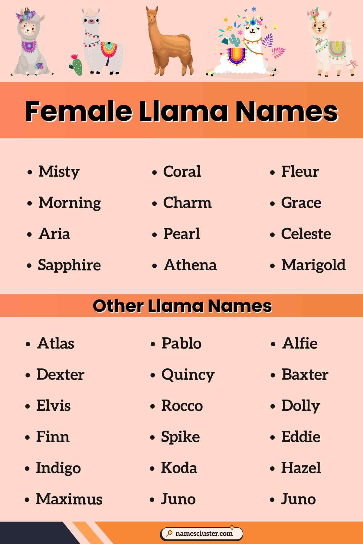 150+ Good Cute Funny and Baby Llama Names