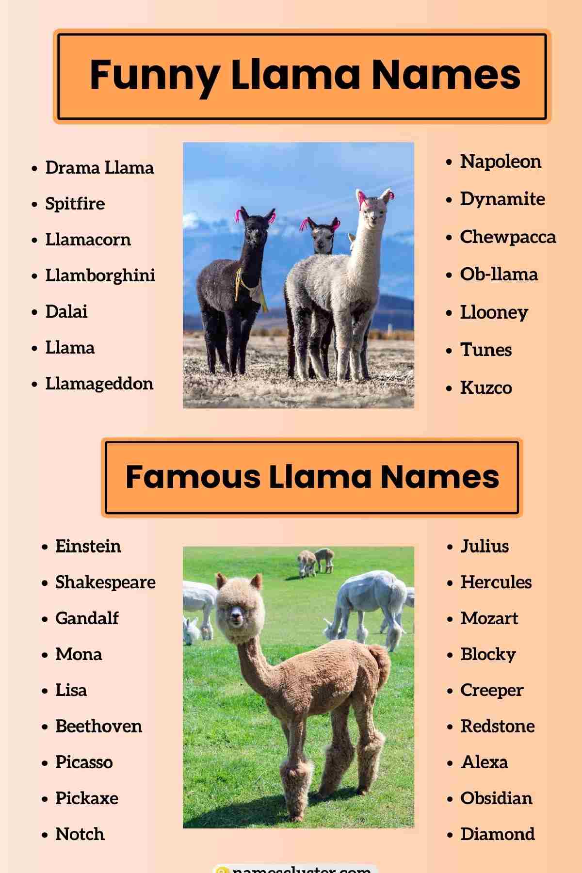 150+ Good Cute Funny and Baby Llama Names