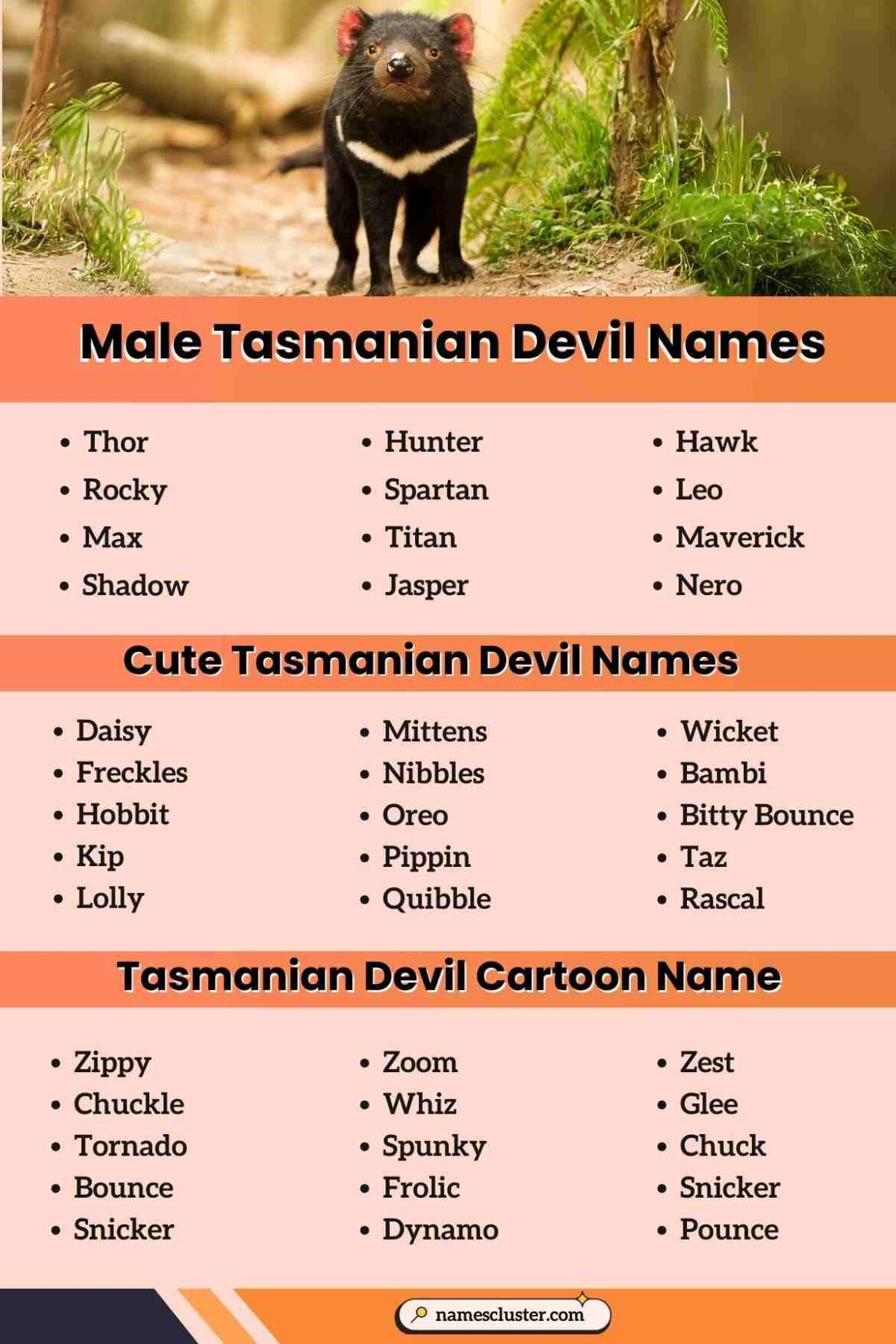 150+ Best Cute and Catchy Tasmanian Devil Names